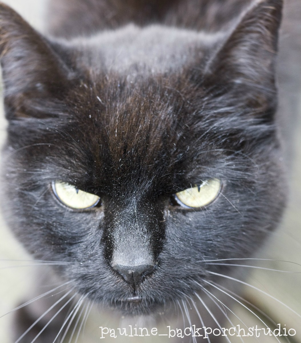 A Respite from Winter – Back Porch Studio