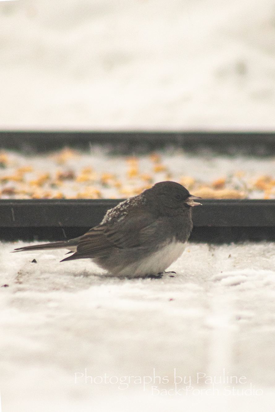 Wordless Notes From My Back Porch – Back Porch Studio