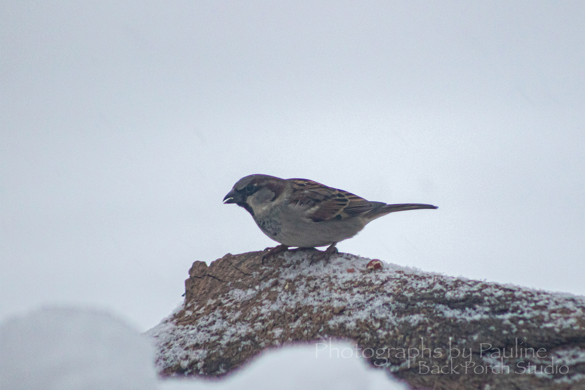 Wordless Notes From My Back Porch – Back Porch Studio
